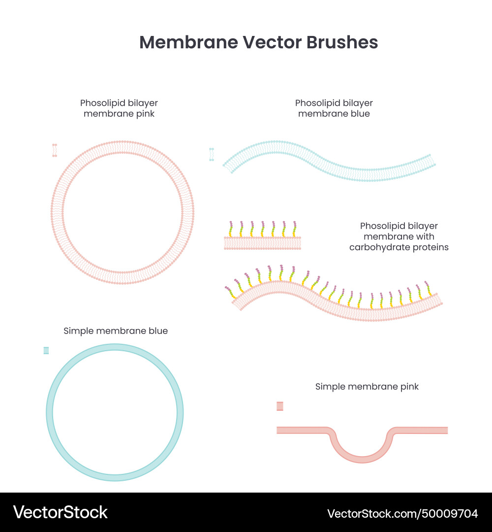 Cellular membrane brush set Royalty Free Vector Image