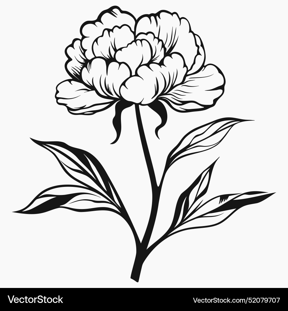 Peony line art isolated on white background Vector Image