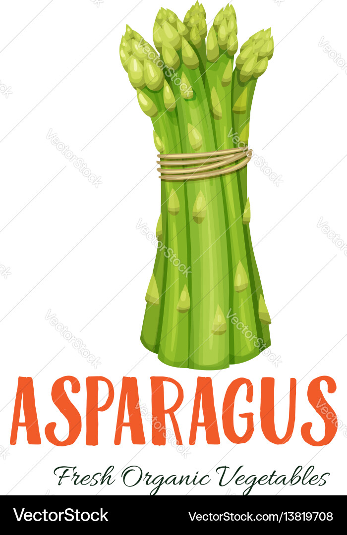 Asparagus vegetable Royalty Free Vector Image - VectorStock