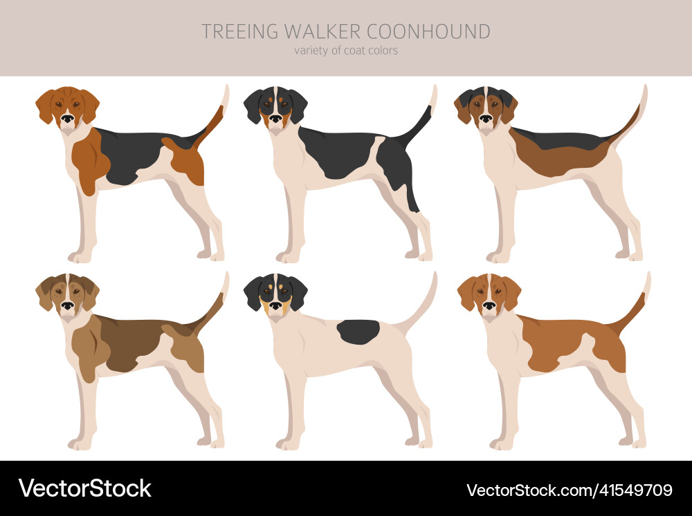 Treeing walker coonhound clipart different poses Vector Image