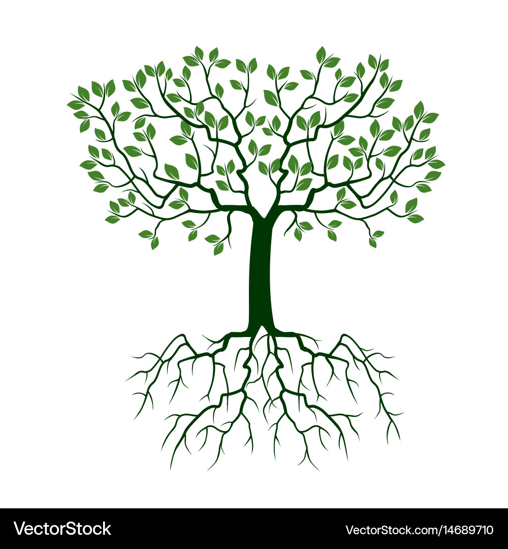 Green tree with roots Royalty Free Vector Image