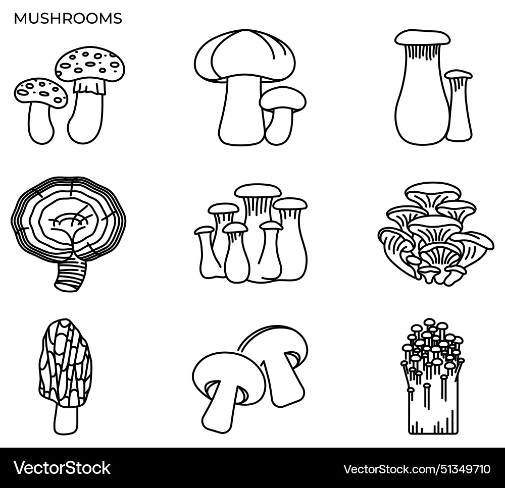 Mushroom and fungi Royalty Free Vector Image - VectorStock