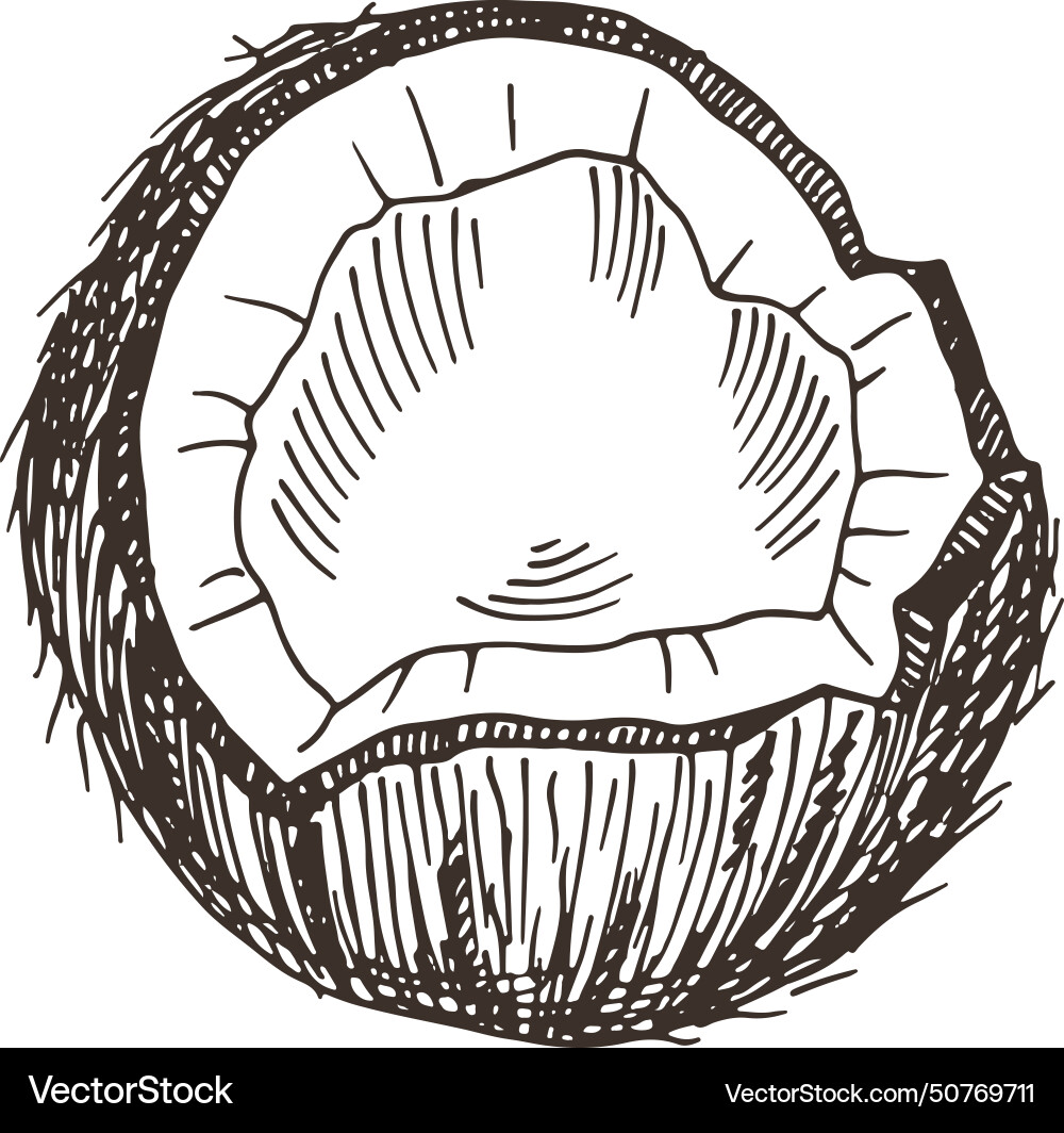 Open cocnut drawing tropical tasty fruit sketch Vector Image