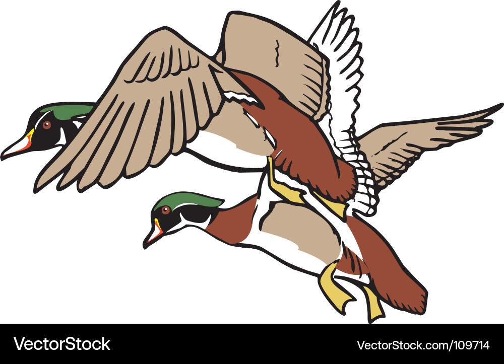Ducks in flight Royalty Free Vector Image - VectorStock