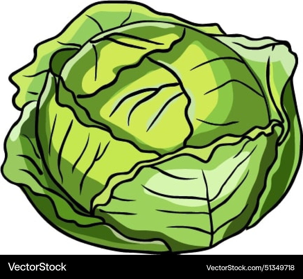 Cabbage vegetable Royalty Free Vector Image - VectorStock