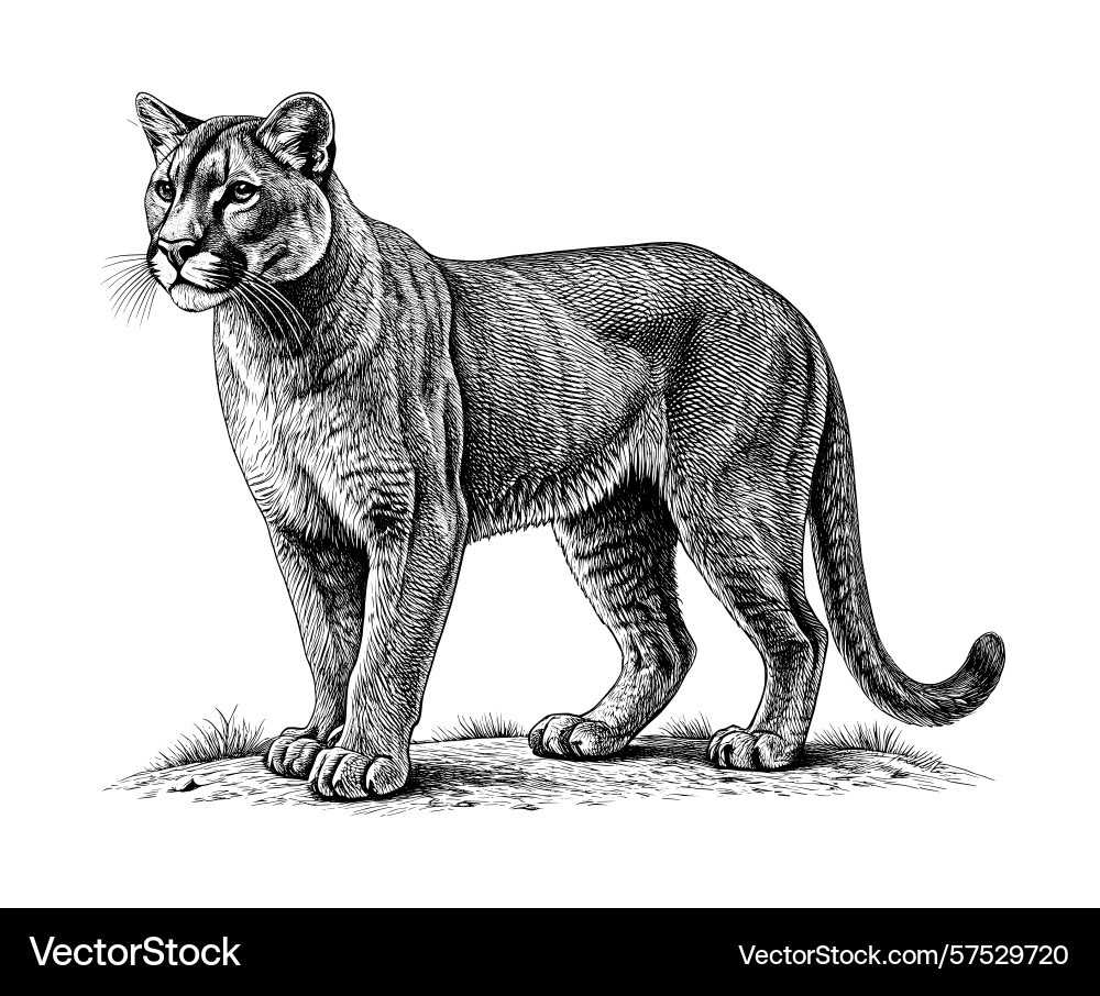 Ai-generated standing puma in black and white Vector Image
