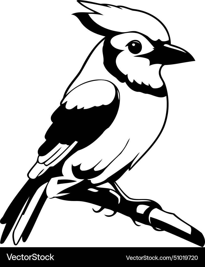 Blue jay bird isolated on white background Vector Image