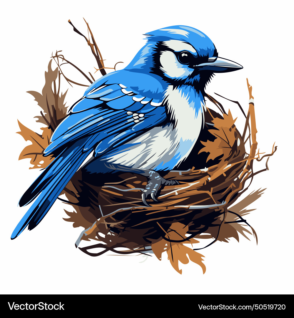 Blue jay bird sitting in the nest Royalty Free Vector Image