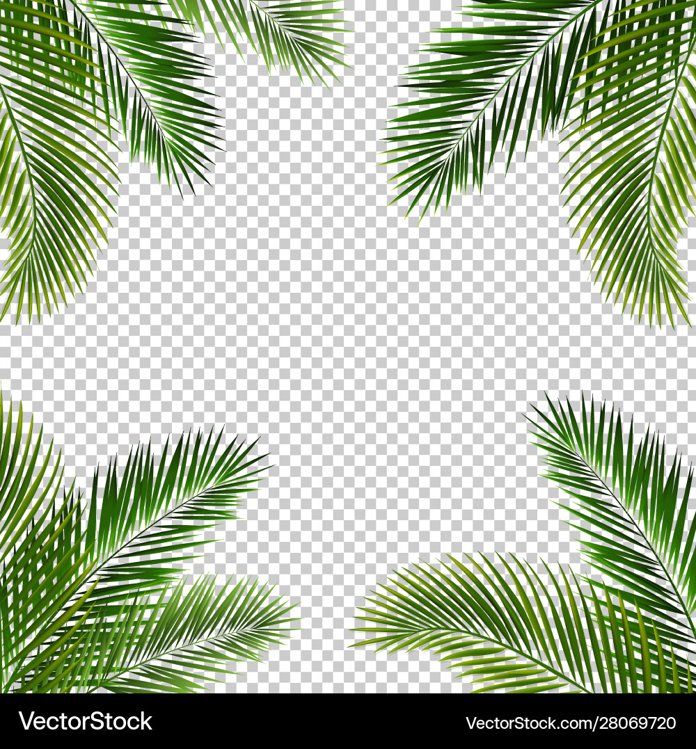 Frame with palm leaf isolated transparent Vector Image