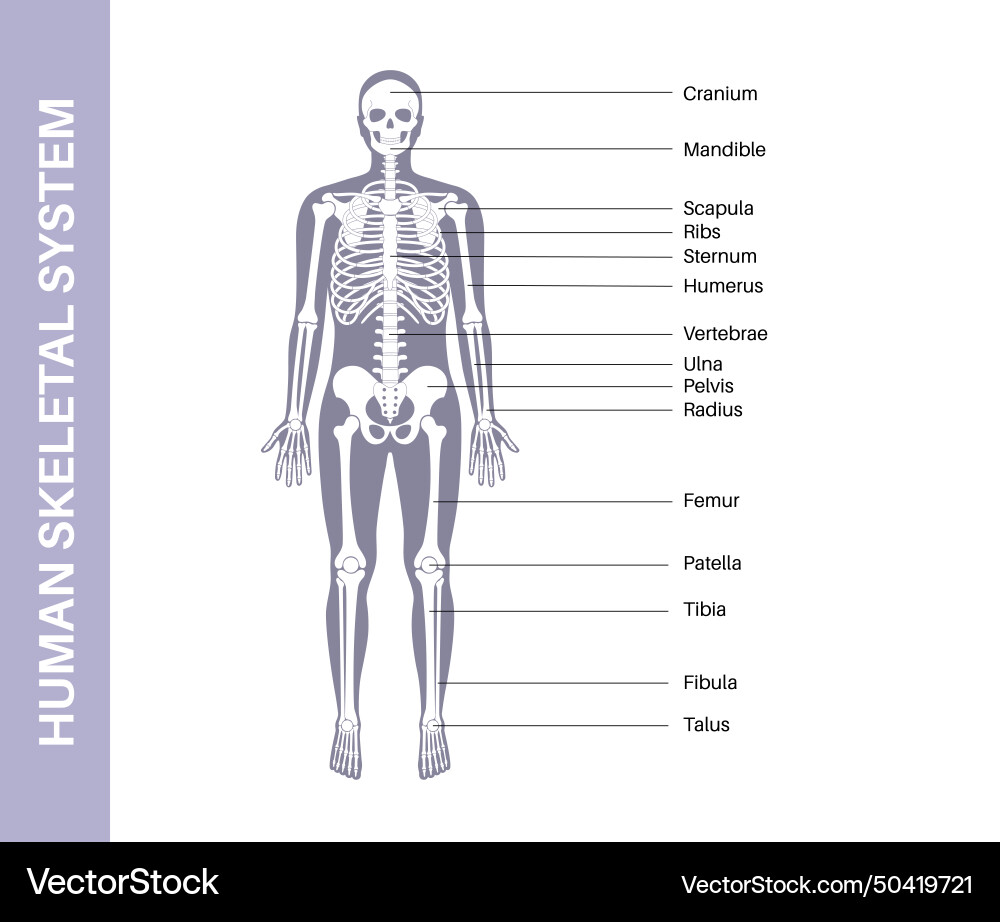 What Is Human Skeleton In Anatomy - Infoupdate.org