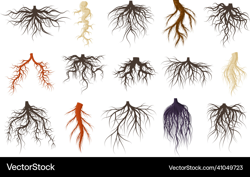 Plants roots systems growing fibrous trees Vector Image