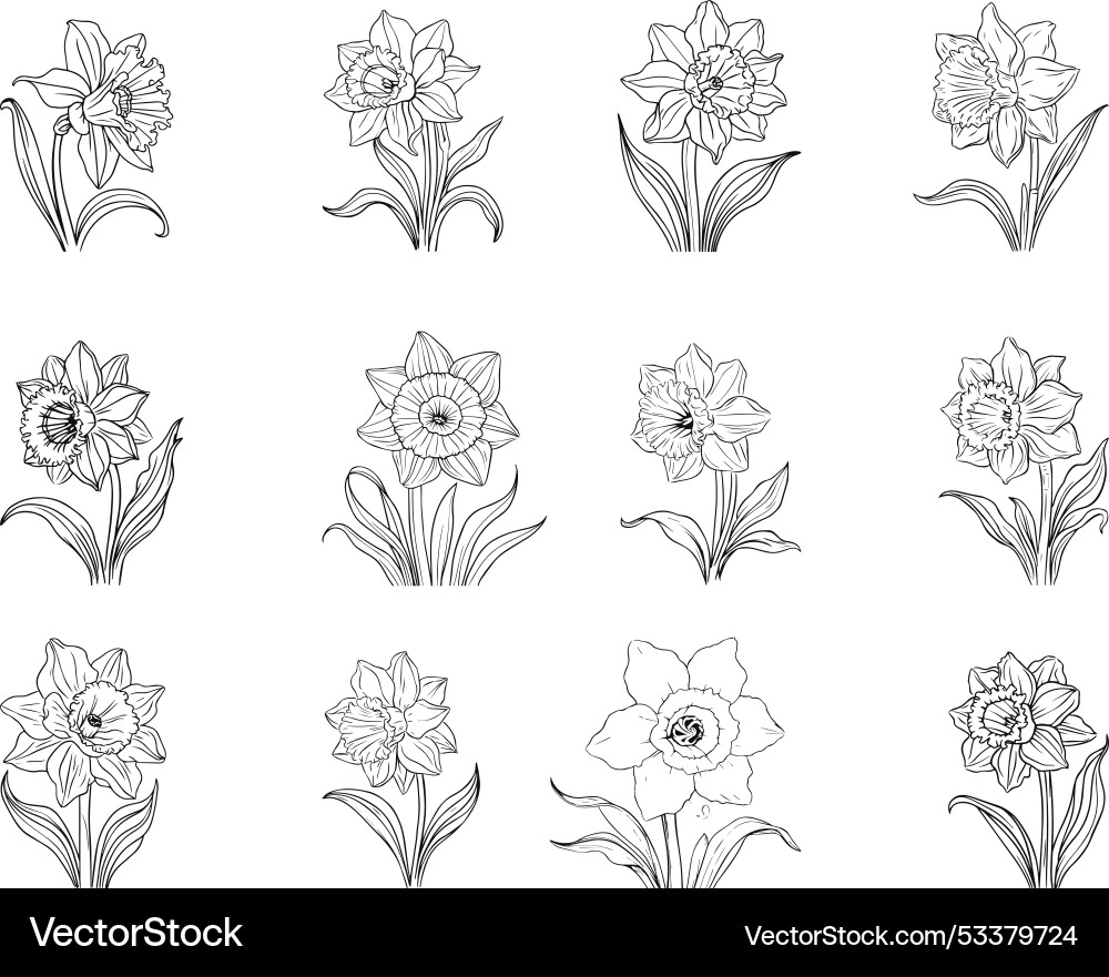 Customizable daffodil flower outline art on white Vector Image