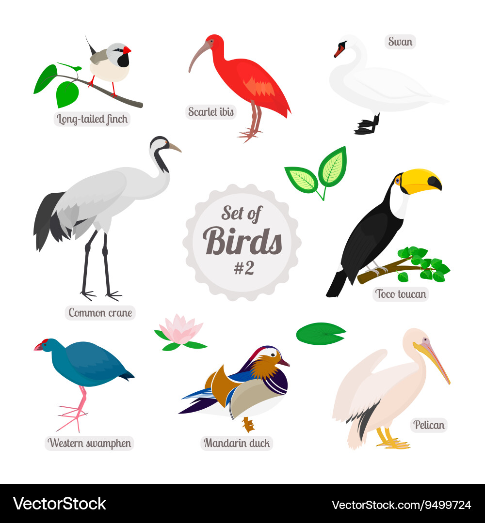 Set of birds Royalty Free Vector Image - VectorStock