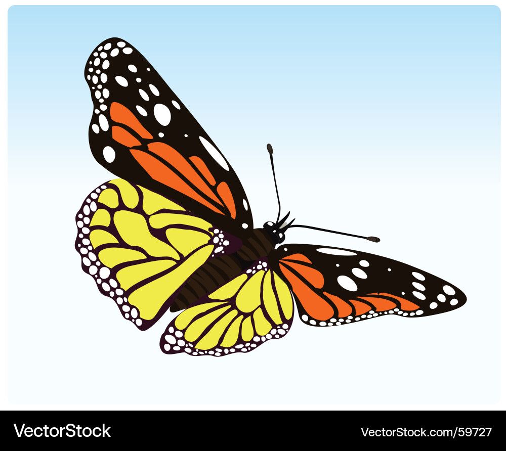 Butterfly Royalty Free Vector Image - VectorStock