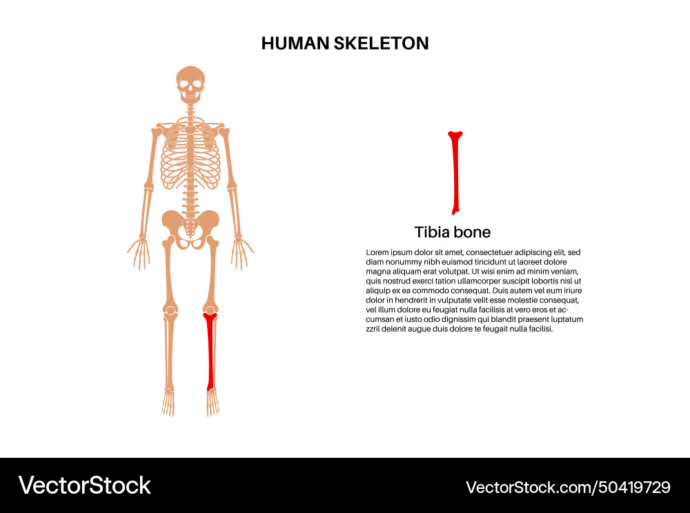 Tibia bone anatomy Royalty Free Vector Image - VectorStock
