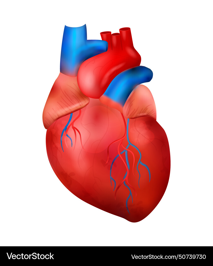 Realistic human heart composition Royalty Free Vector Image
