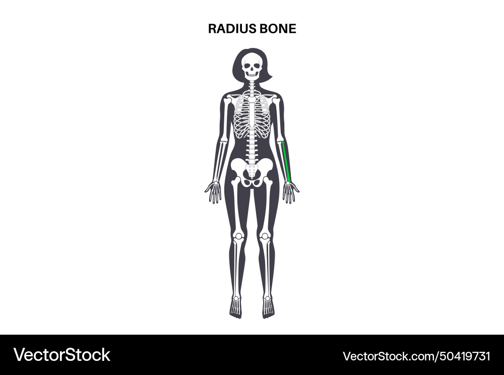 Radius bone anatomy Royalty Free Vector Image - VectorStock