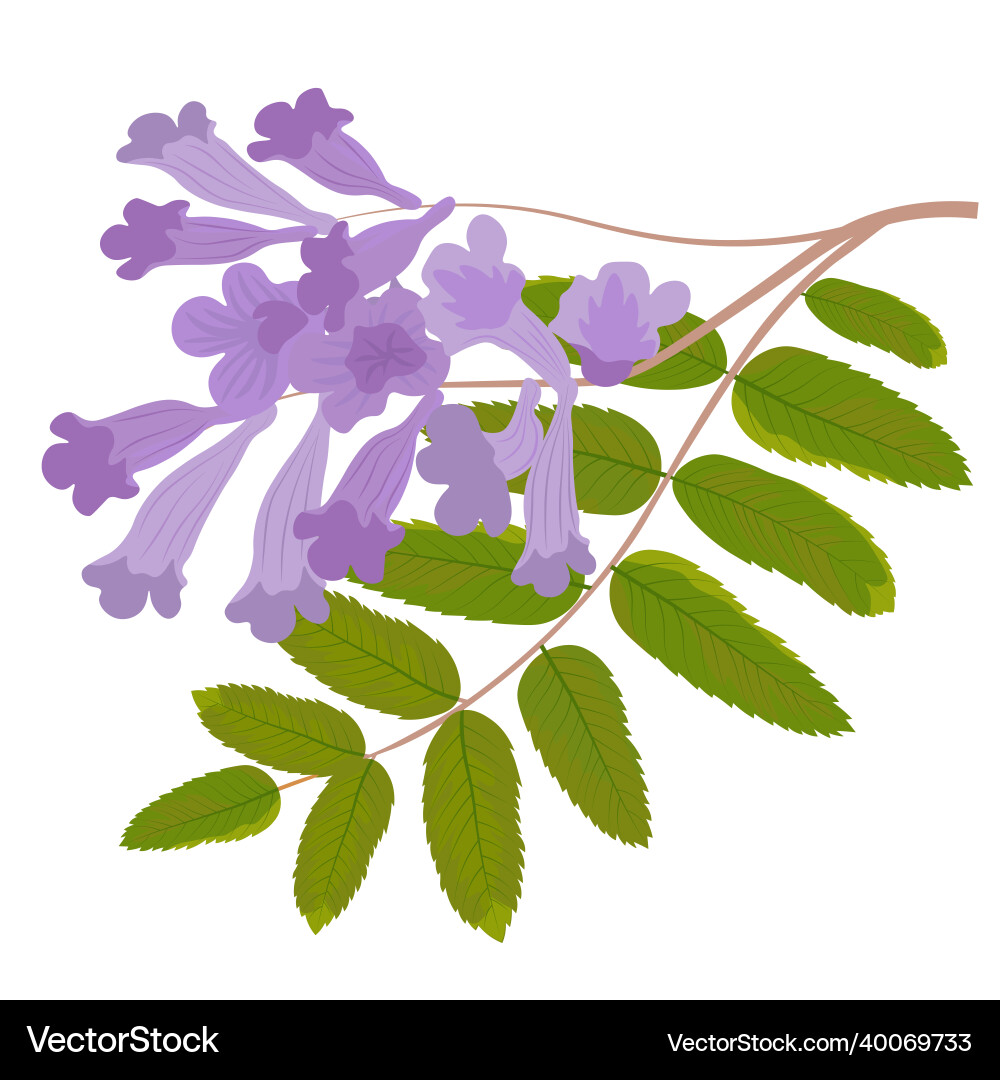 Jacaranda Tree Vector Images (over 110)