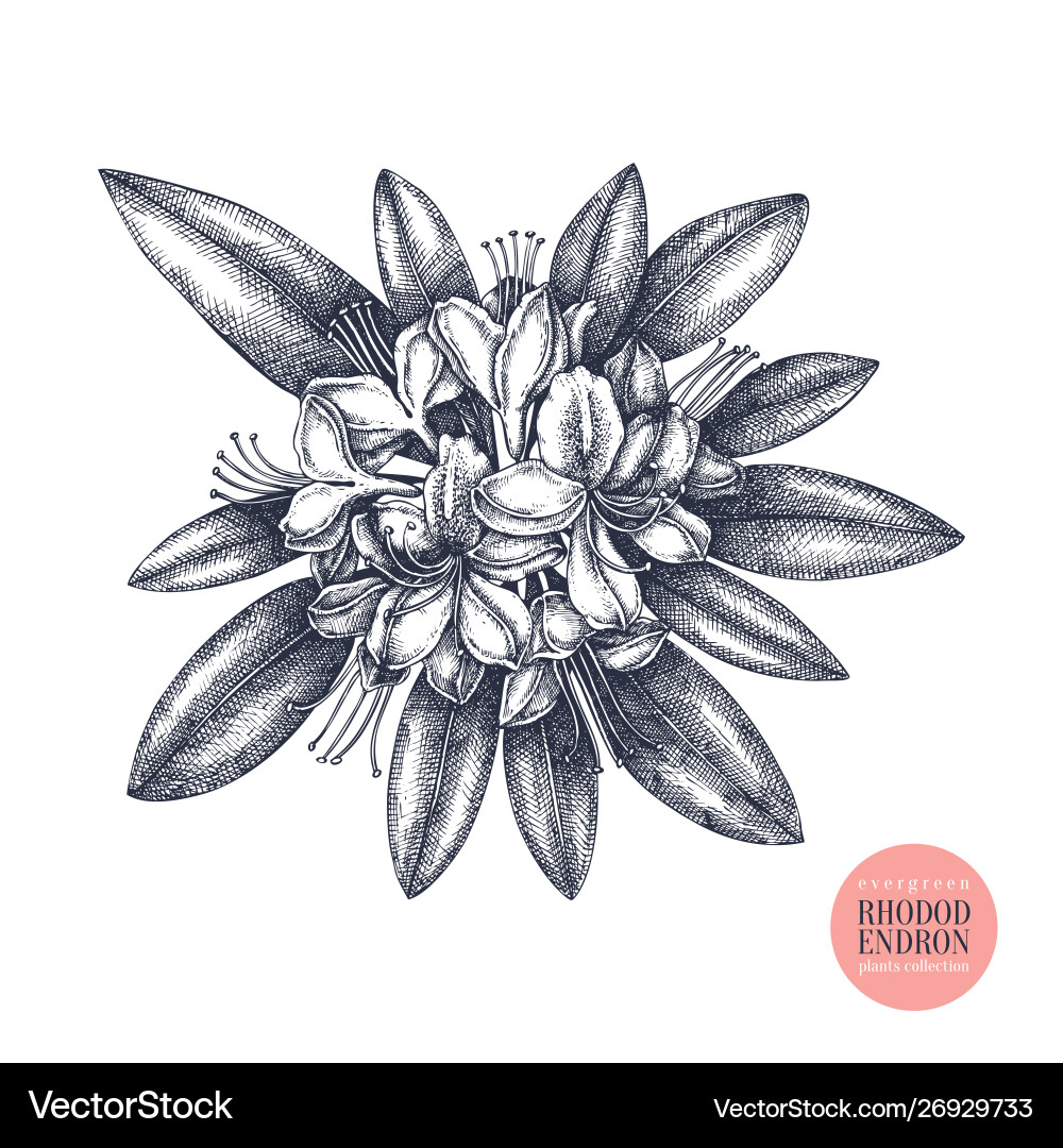 Rhododendron Botanical Drawing Royalty Free Vector Image