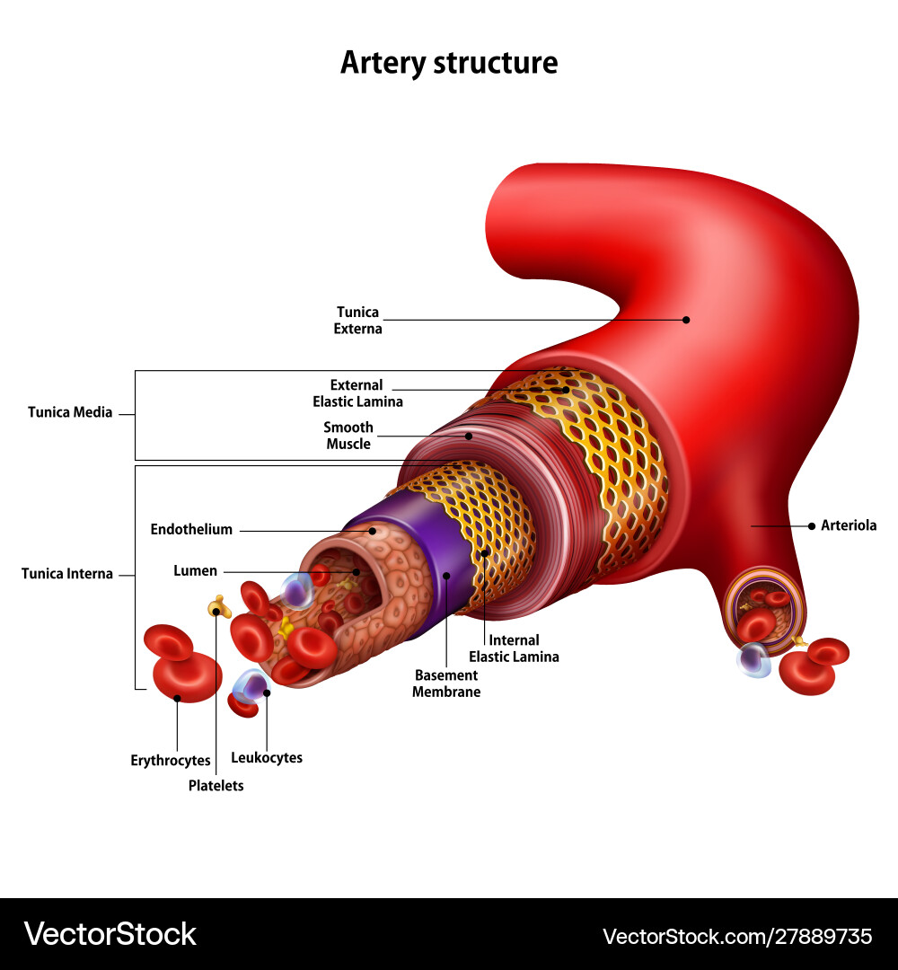 Artery structure with name all structural Vector Image