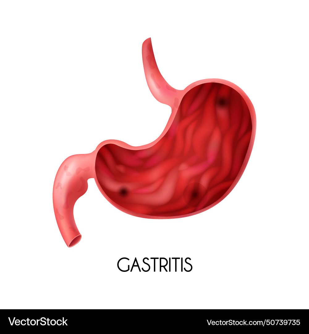 Realistic stomach Royalty Free Vector Image - VectorStock