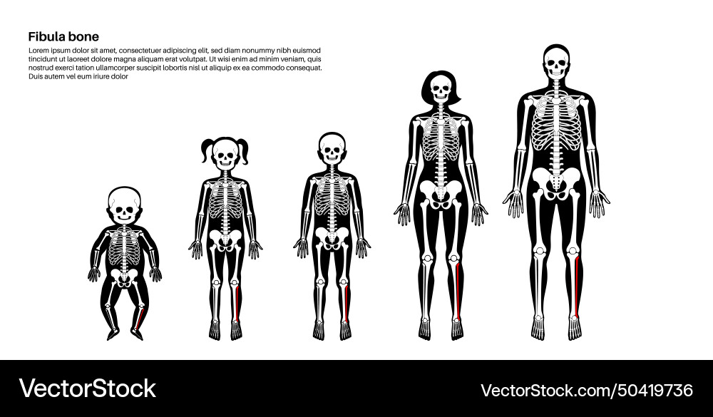 Fibula bone anatomy Royalty Free Vector Image - VectorStock