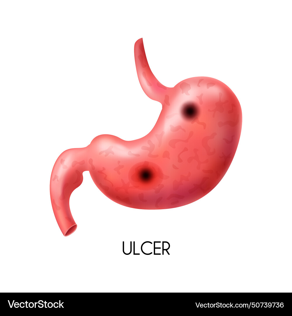 Realistic stomach Royalty Free Vector Image - VectorStock