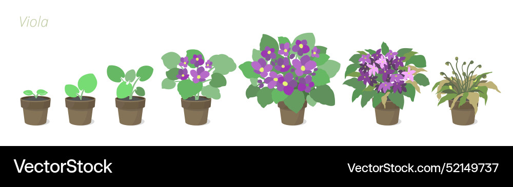 Violet growth stages caring Royalty Free Vector Image