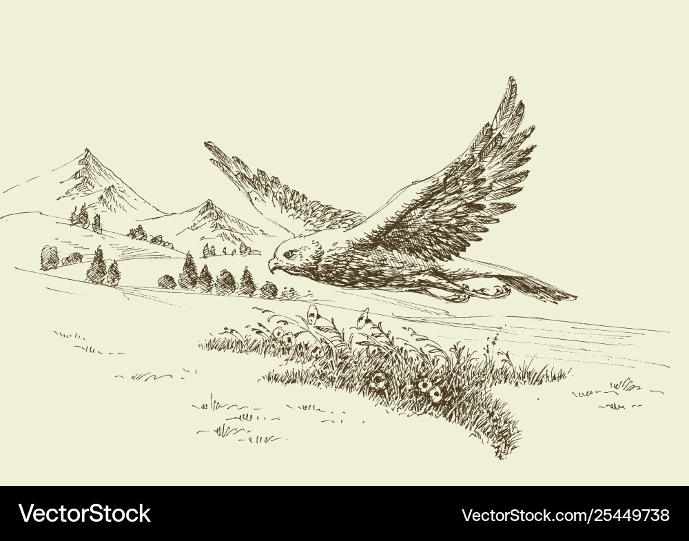 Flying Hawk Drawing Page 50 | Hawk Flying Vectors & Illustrations For