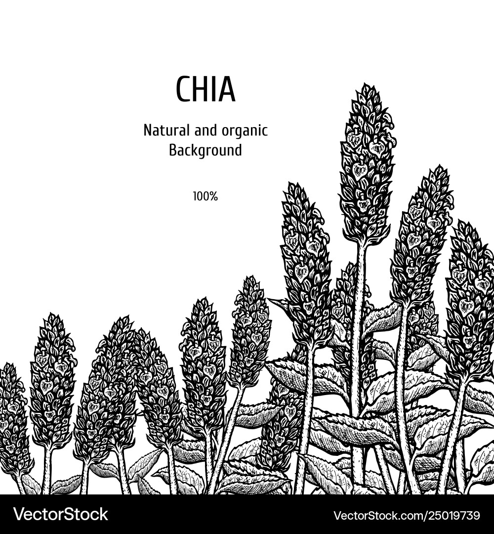 Hand drawn background with chia plant vintage Vector Image