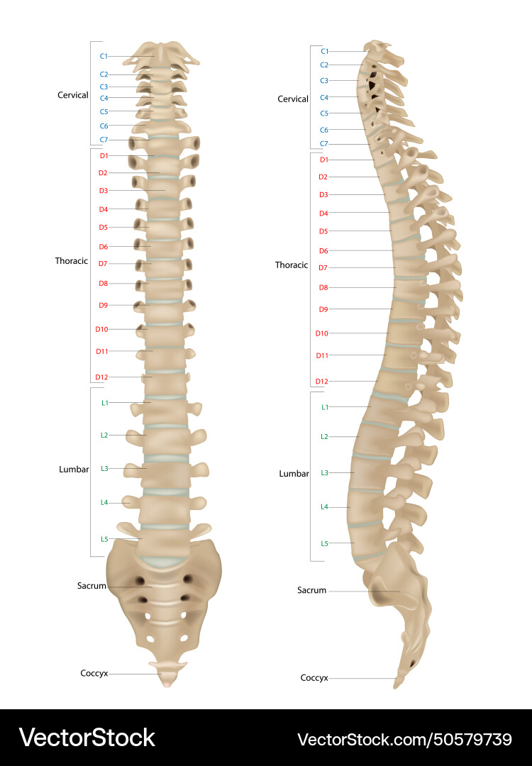 Human skeleton anatomyvertebral column Royalty Free Vector