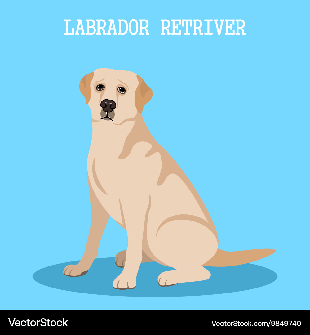 Labrador retriever Royalty Free Vector Image - VectorStock