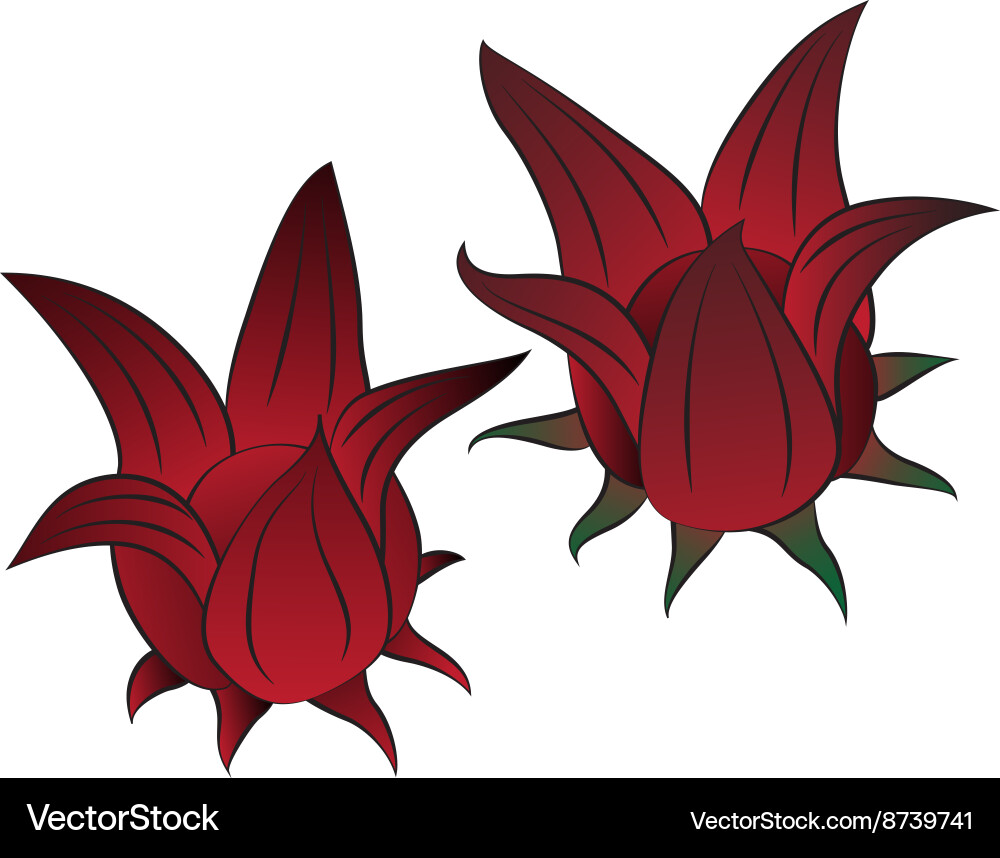 Roselle Royalty Free Vector Image - VectorStock
