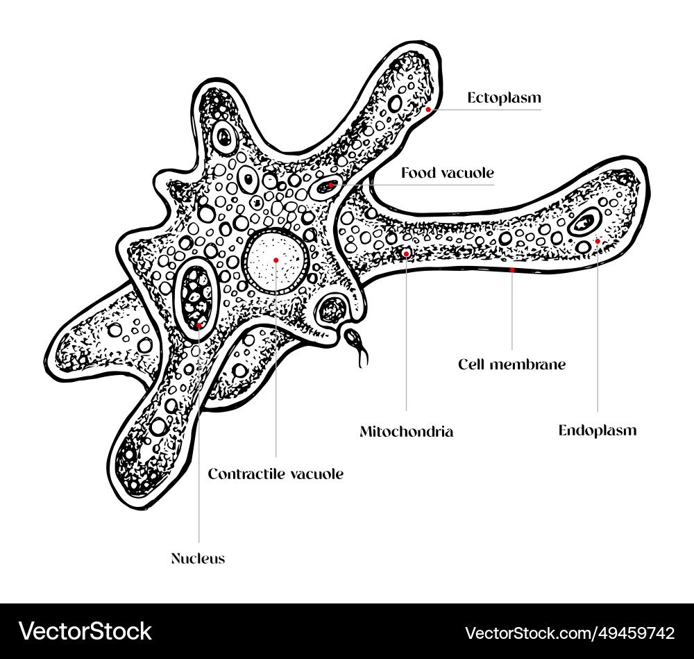 Amoeba diagram hand drawn Royalty Free Vector Image