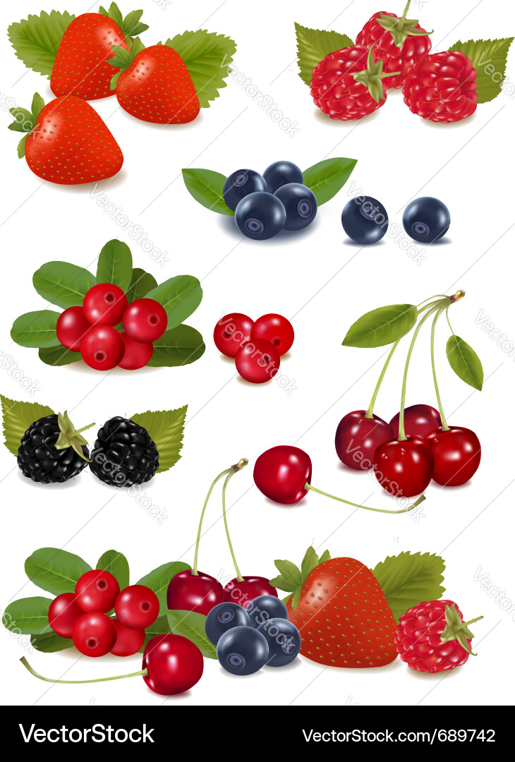 Berries Vector Images (over 240,000)
