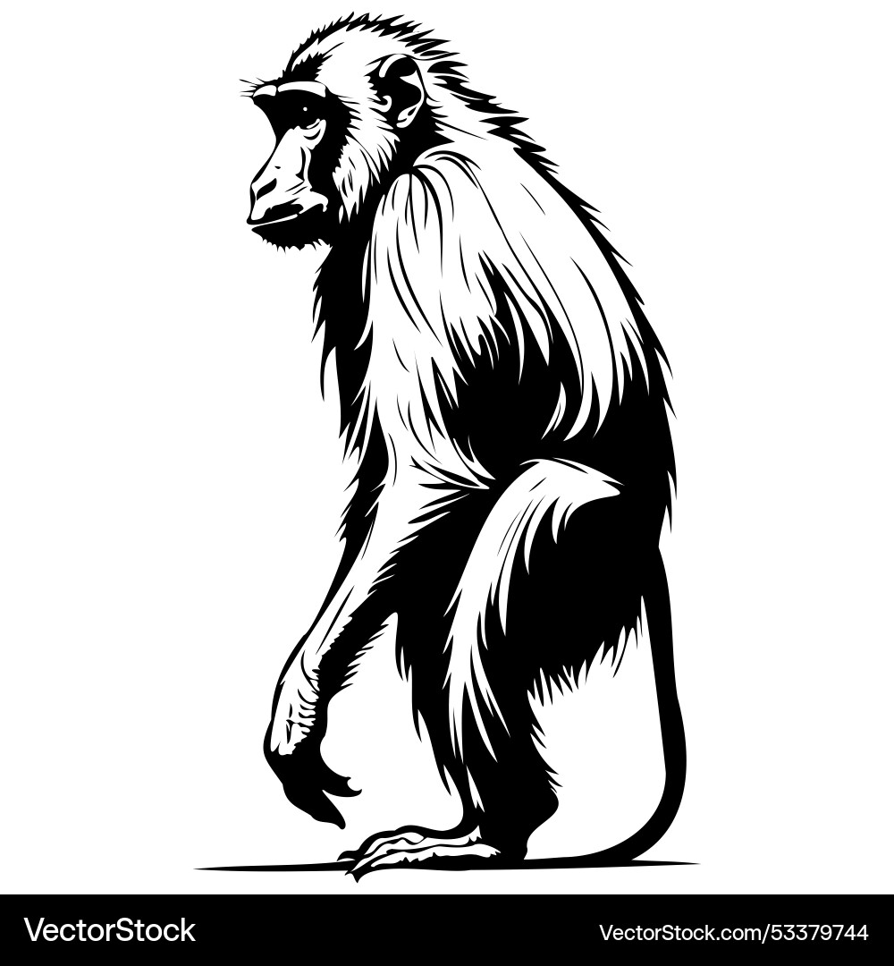 Baboon ink hand drawn animal transparent Vector Image