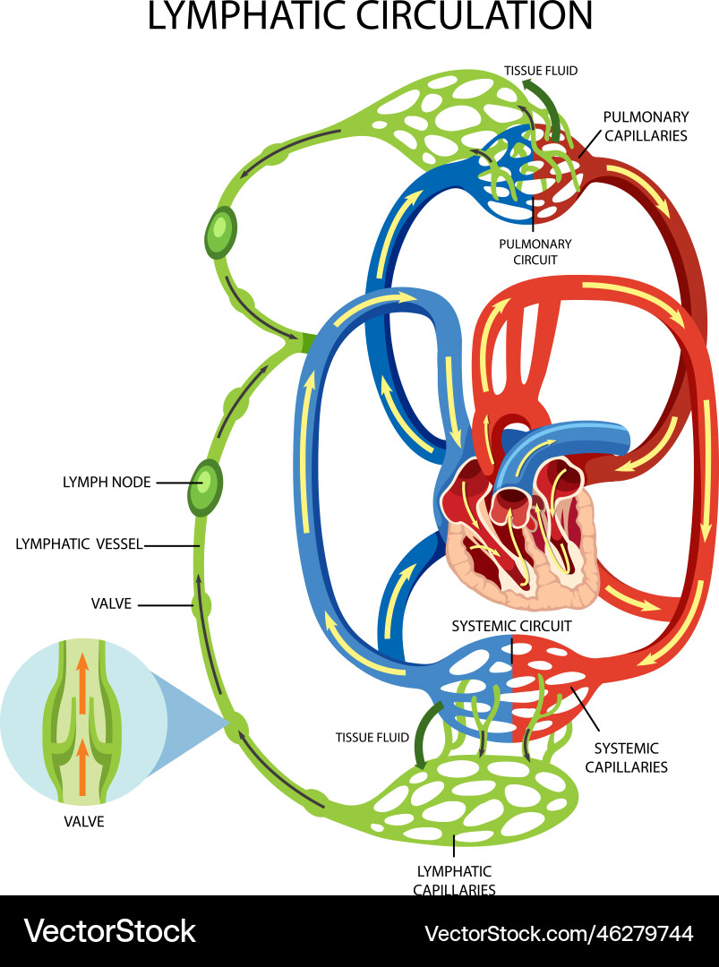 Lymphatic System Diagram Royalty Free Vector Image