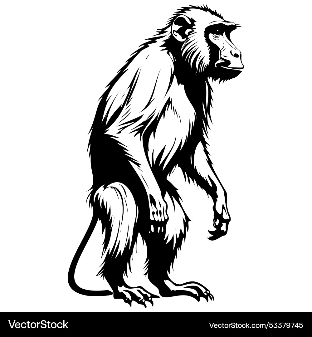 Baboon isolated hand drawn animal transparent Vector Image