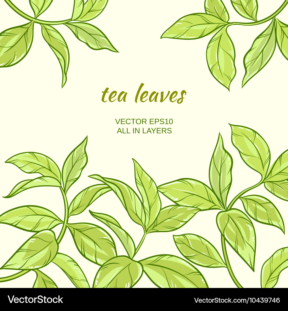 Green Tea Leaves Royalty Free Vector Image - VectorStock
