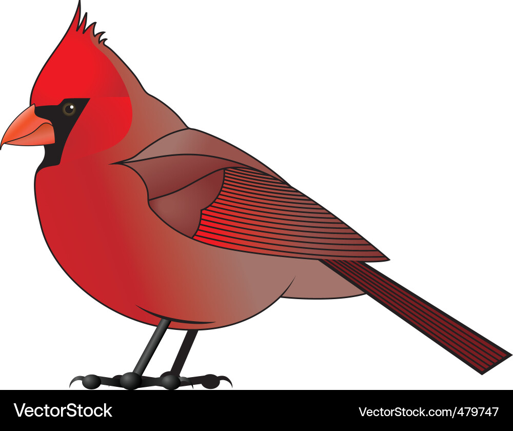 Northern Cardinal Royalty Free Vector Image - VectorStock