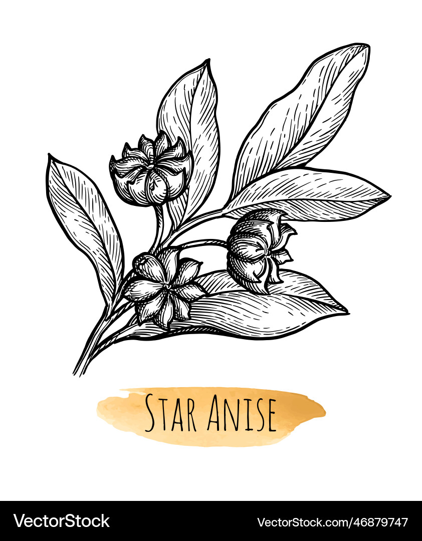 Star anise branch ink sketch Royalty Free Vector Image