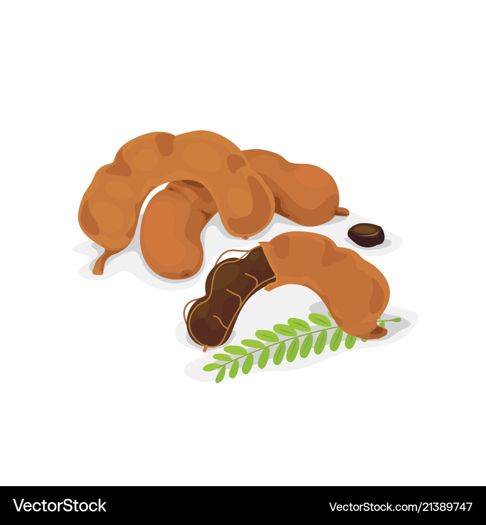 Tamarind Royalty Free Vector Image - VectorStock