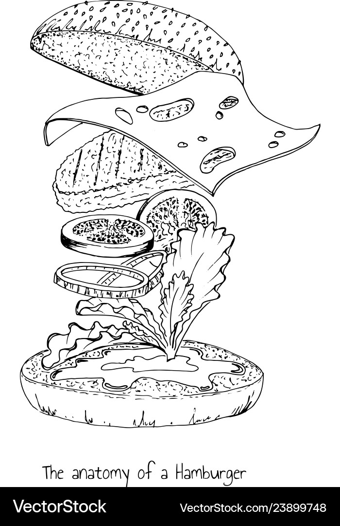 Anatomie eines Hamburgers Lizenzfreies Vektorbild
