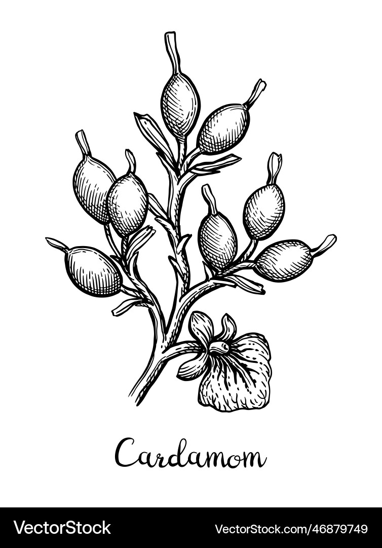 Cardamom branch ink sketch Royalty Free Vector Image