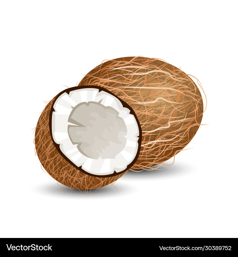 Realistic coconut Royalty Free Vector Image - VectorStock
