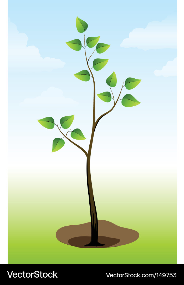 Tree plant on the ground Royalty Free Vector Image