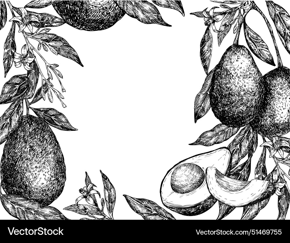 Avocado hass graphic frame Royalty Free Vector Image