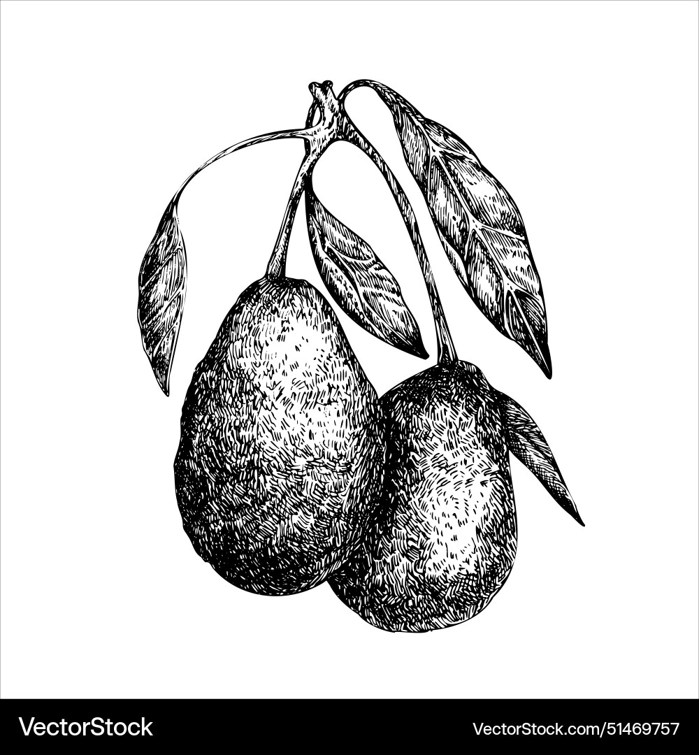 Avocado hass on a branch graphic Royalty Free Vector Image