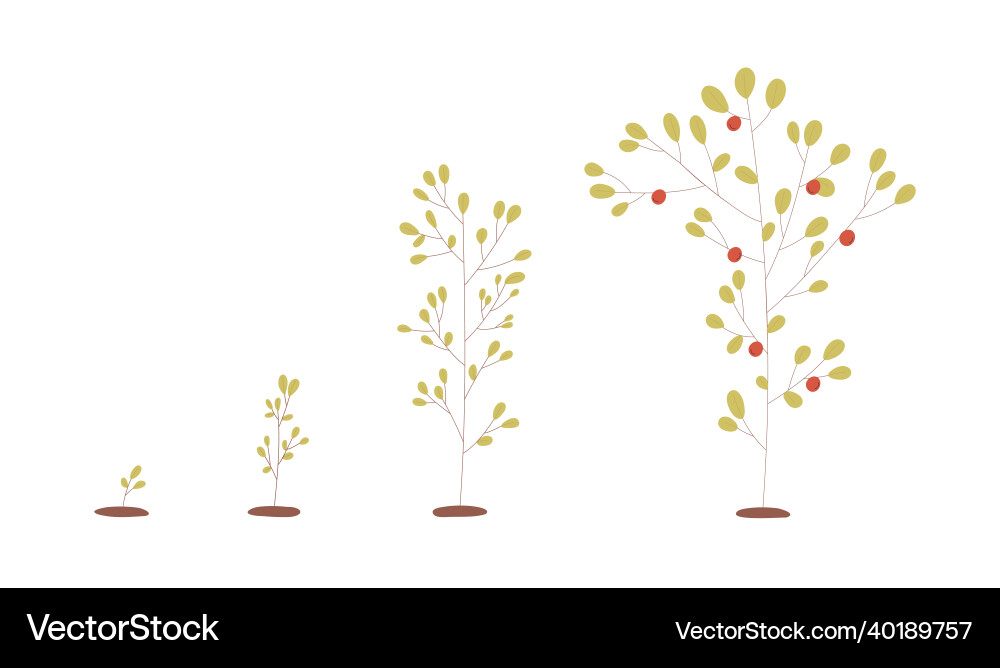 Tree growing process from seedling to adult plant Vector Image