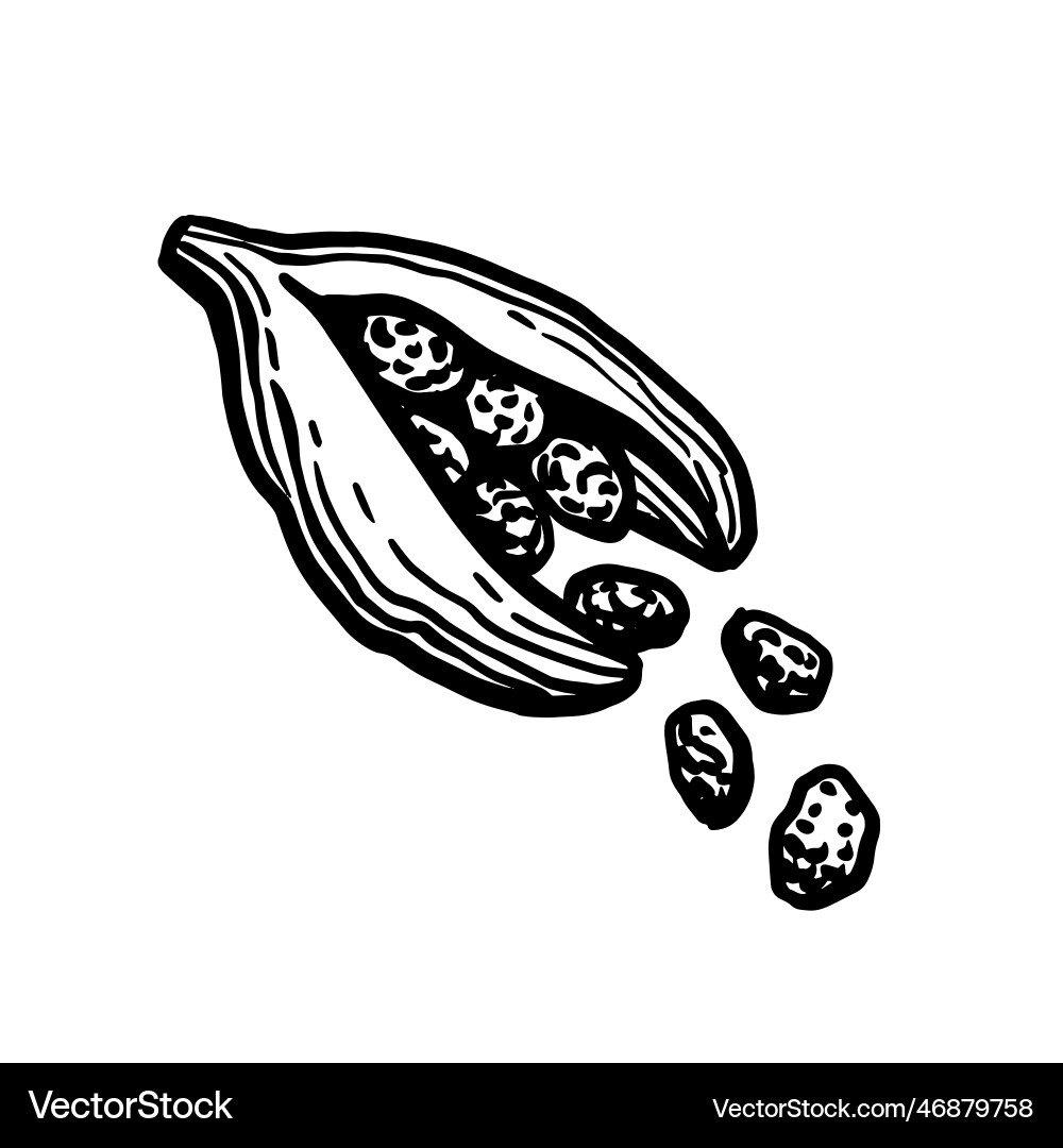 Cardamom pod ink sketch Royalty Free Vector Image